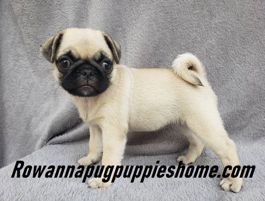 Rowanna Pug Puppies Home – Best Pug Pupp Breeders